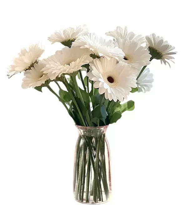 Florero con 10 Gerberas Blancas - FloresyRosas.cl